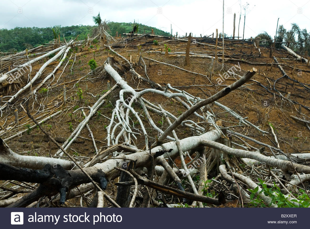 Deforestation Ghana High Resolution Stock Photography and Images - Alamy