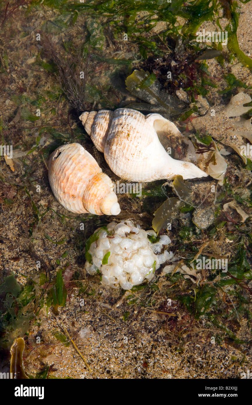 Sea shells in a rock pool Stock Photo - Alamy
