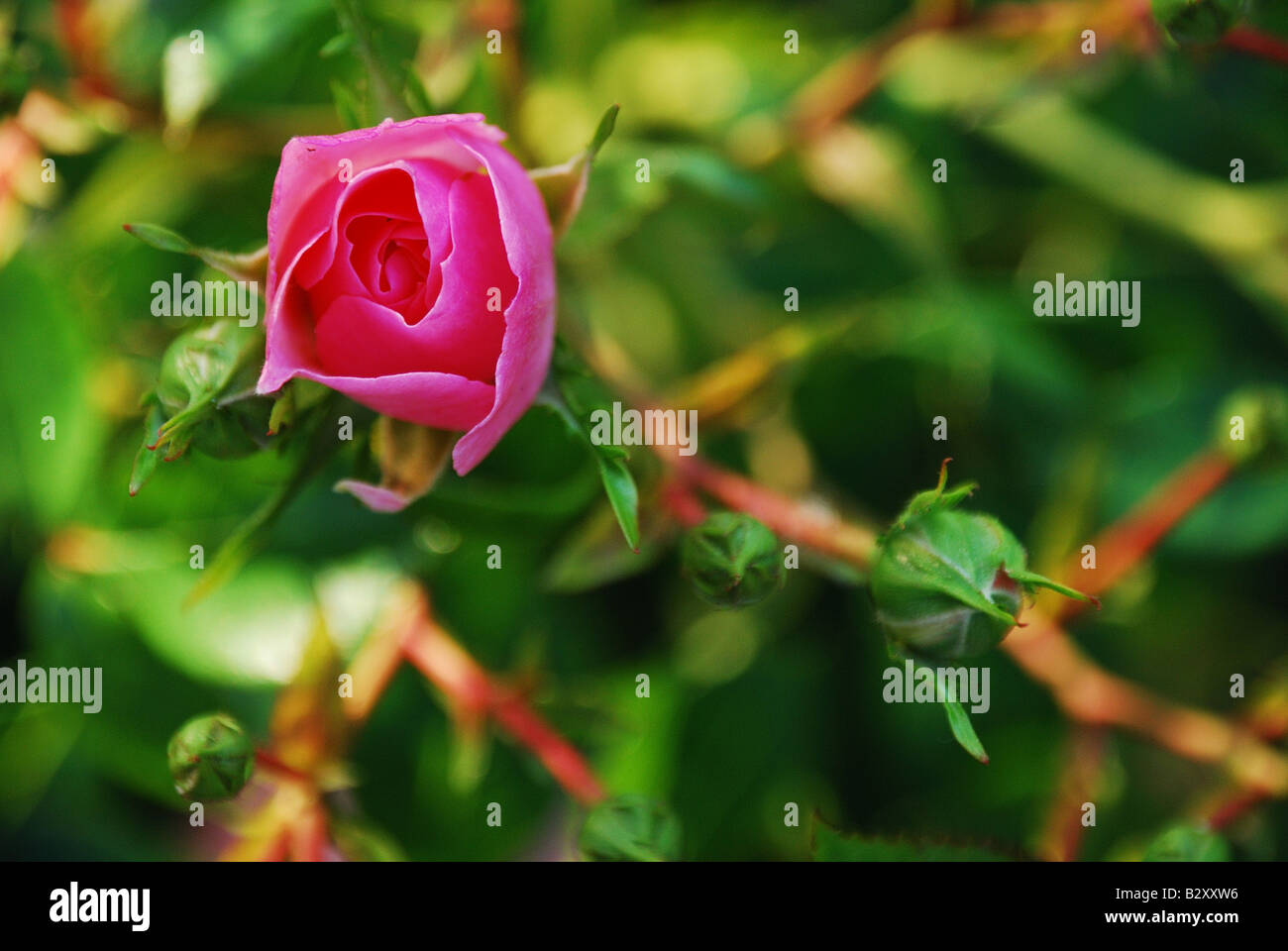 Natural pink rose Stock Photo - Alamy