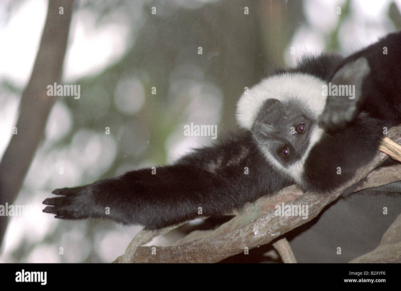 The guenons are the genus Cercopithecus of Old World monkeys Stock ...