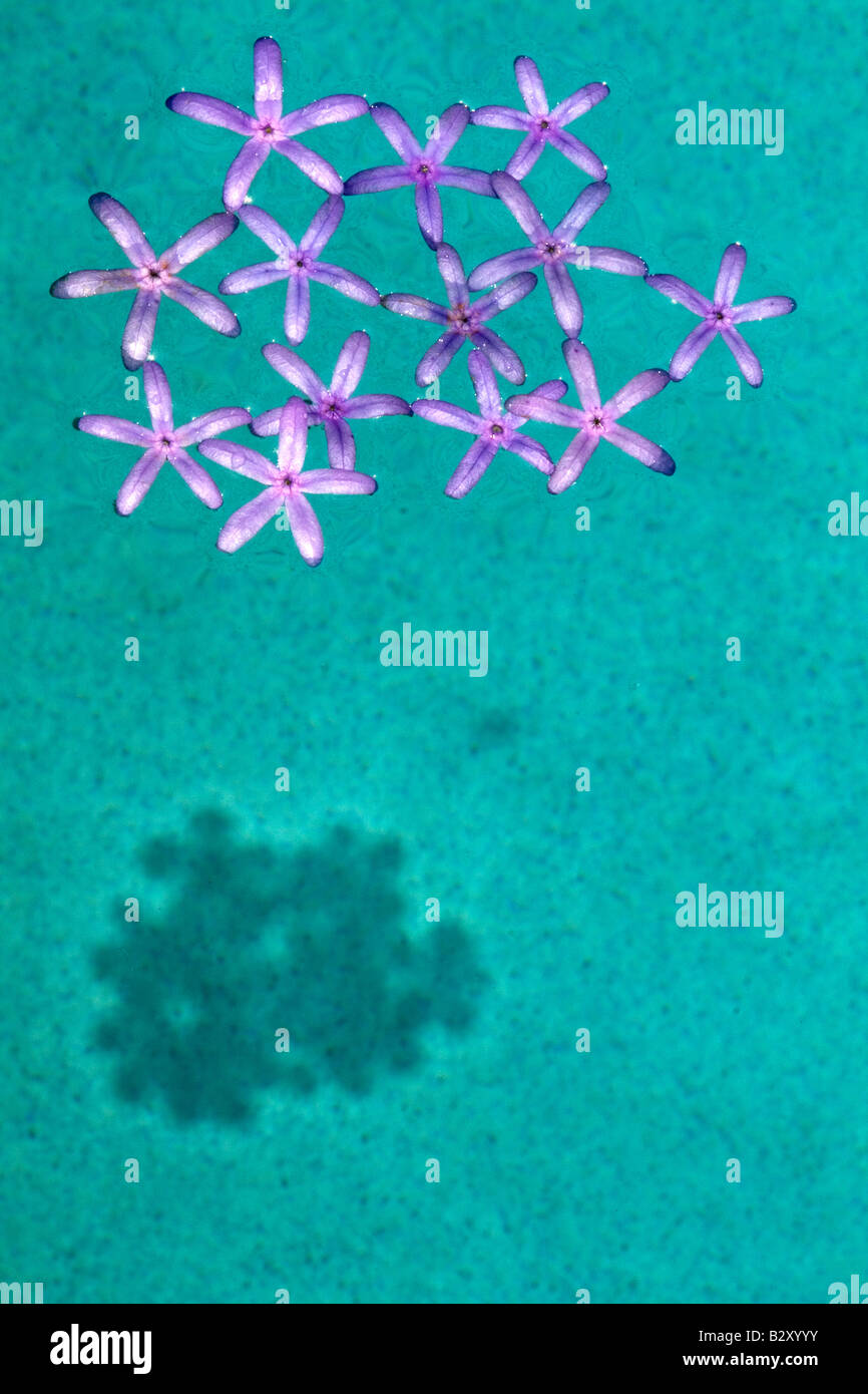Caribbean floating purple flowers with shadow on turquoise water Stock ...