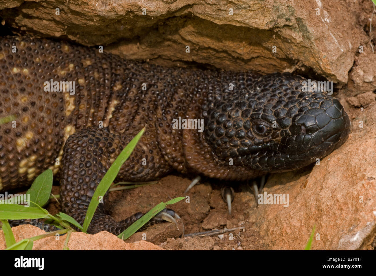 Mexican Beaded Lizard (Heloderma horridum exasperatum) Sonora Mexico ...