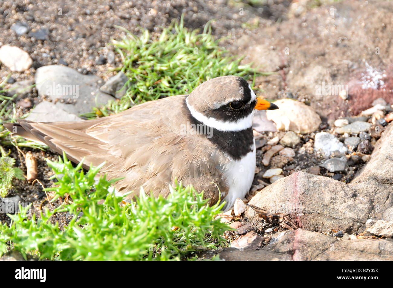 Ring plover on nest Stock Photo - Alamy