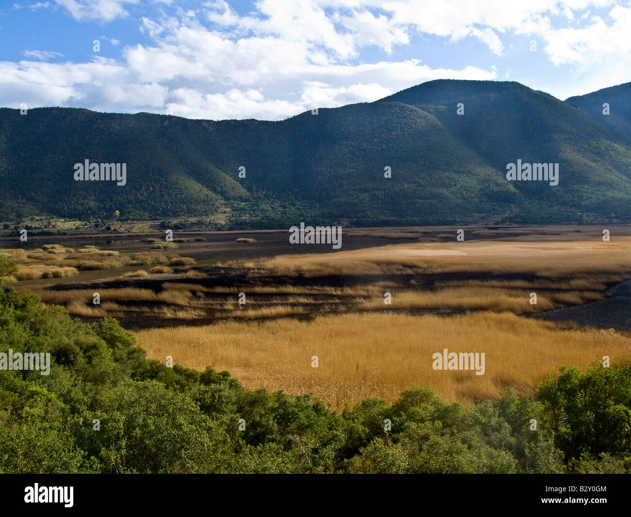 Common greece hi-res stock photography and images - Alamy