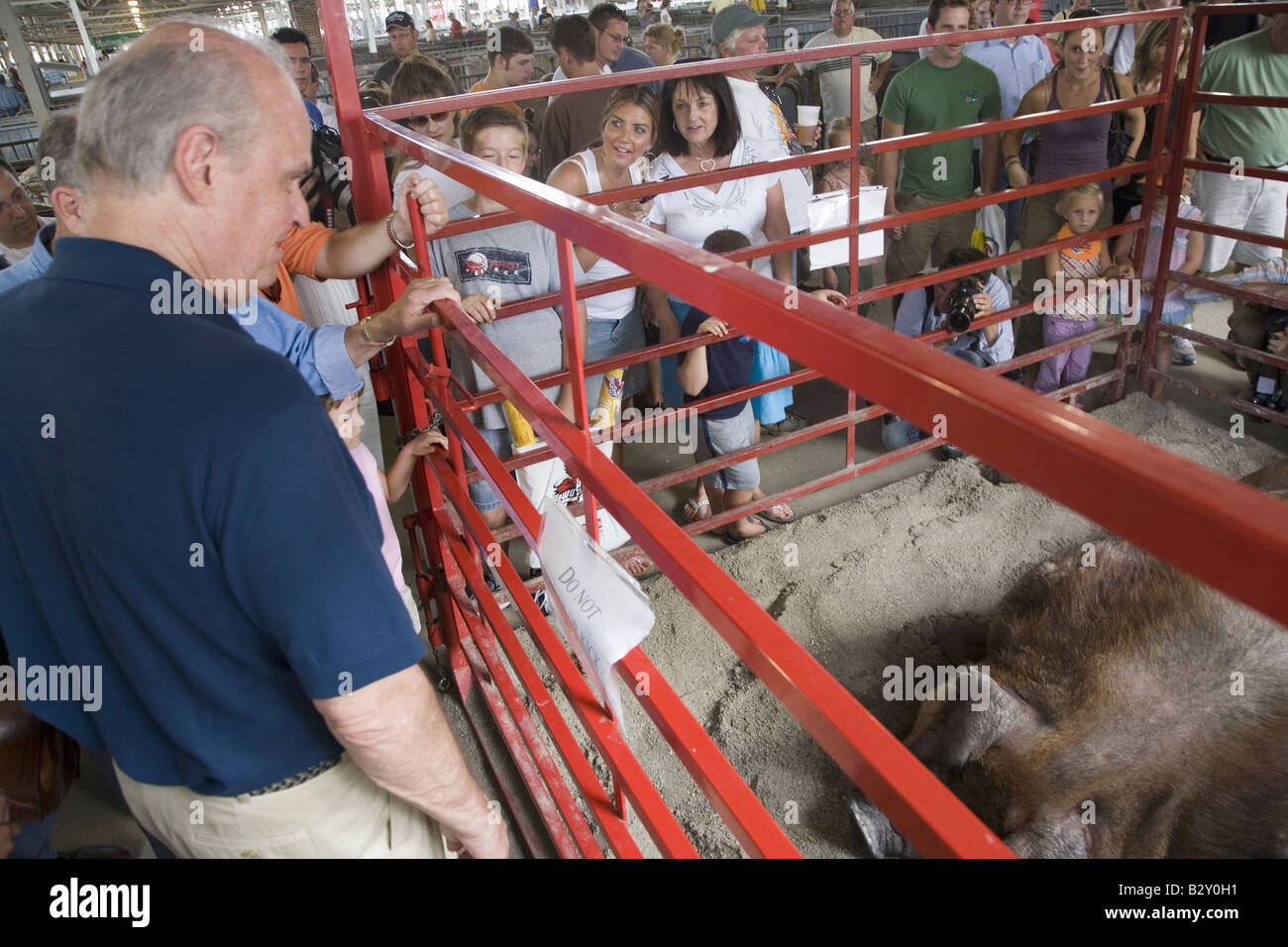 Fred Thompson staring at world's largest hog at Iowa State Fair during ...