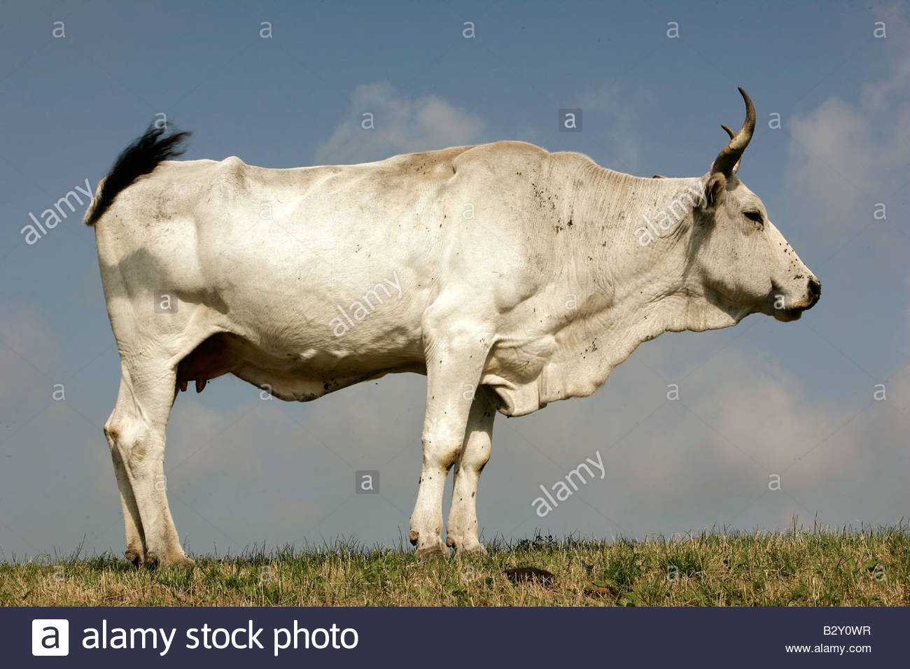 Cow Profile High Resolution Stock Photography and Images - Alamy
