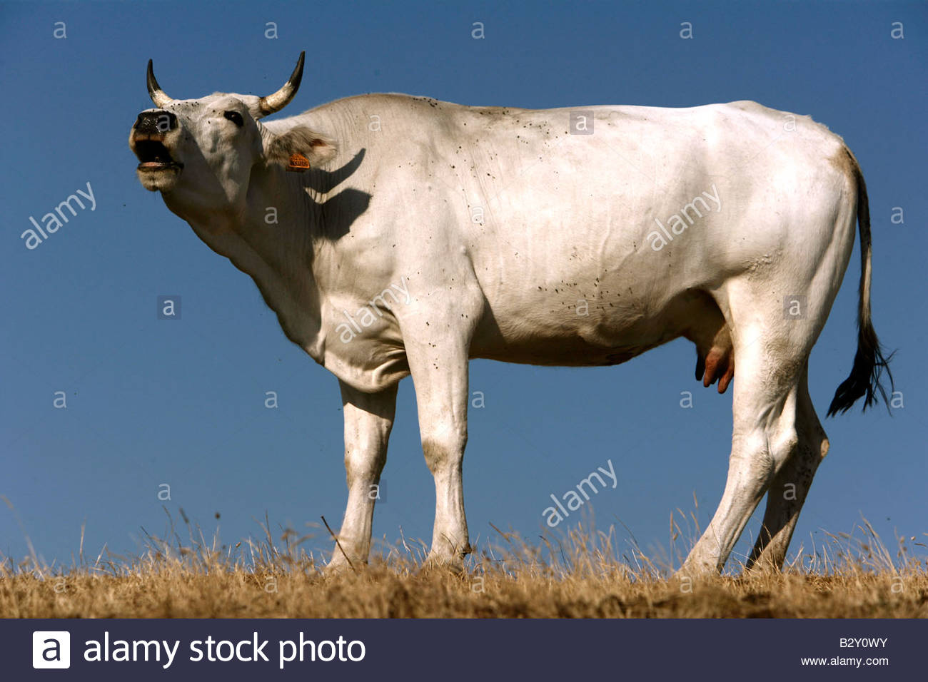 Cow Mouth Open Stock Photos & Cow Mouth Open Stock Images - Alamy