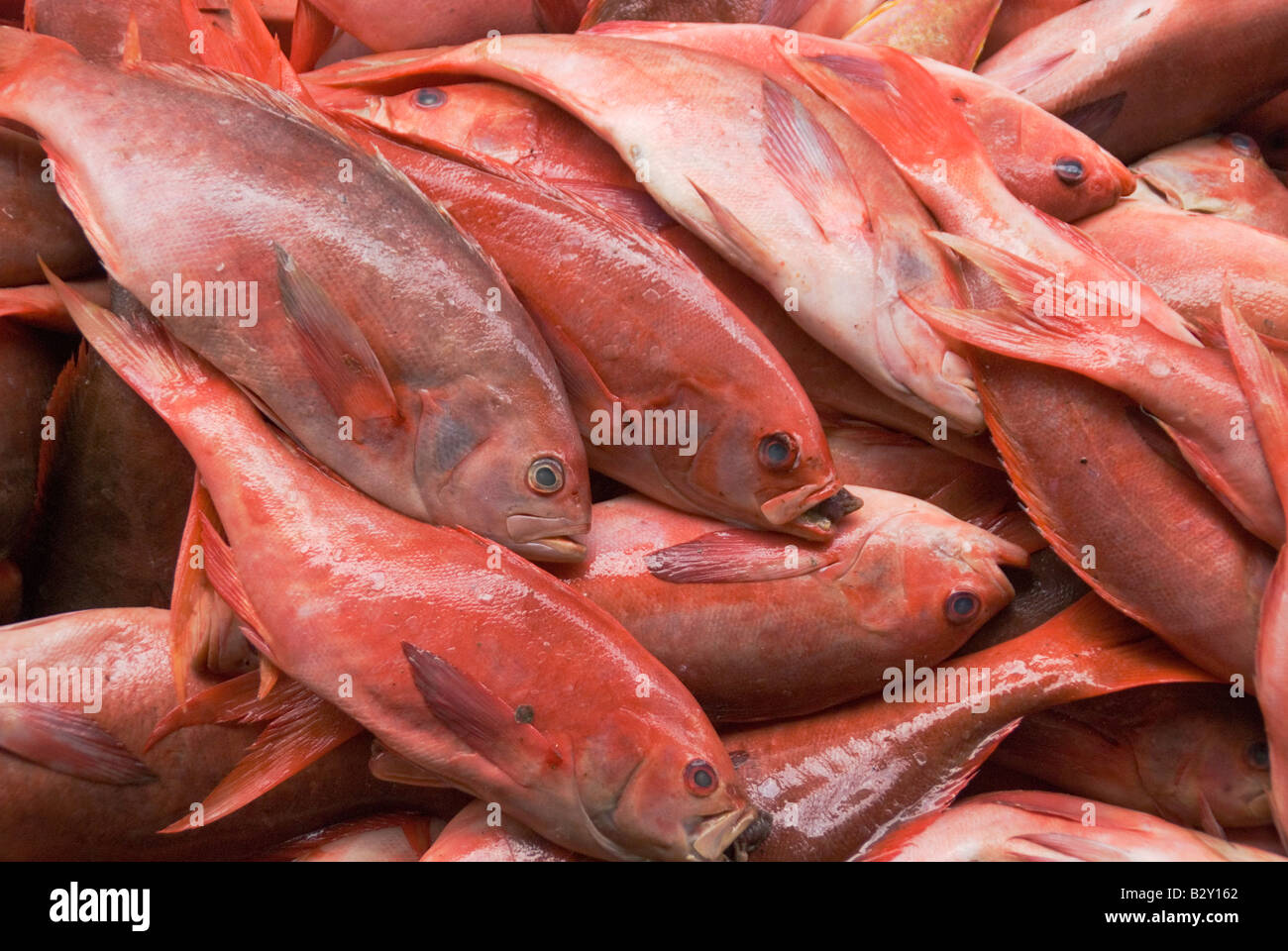 Mariscos, Mexico High Resolution Stock Photography and Images - Alamy