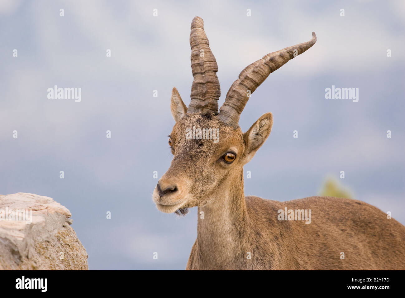 Capra pyrenaica in liberty Natural Park Els Ports Tortosa, Tarragona ...