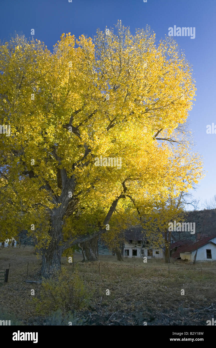 Deserted house and golden cottonwood off Lockwood Valley Road and ...