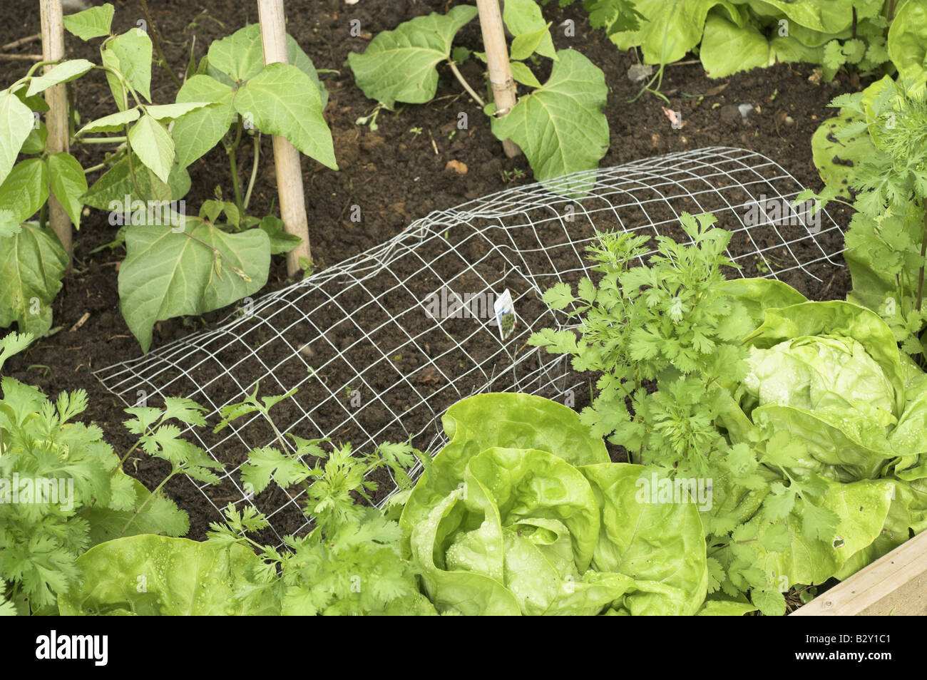 Small catch cropping seed bed with wire netting protection Norfolk UK ...