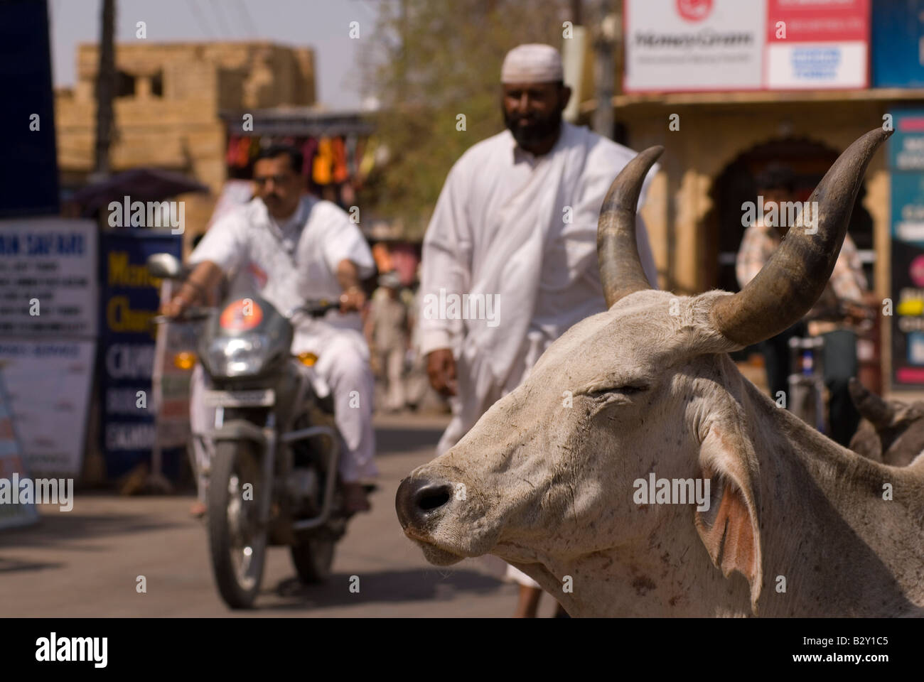 Cattle on Street, Jaisalmer, Rajasthan, India, Subcontinent, Asia Stock ...