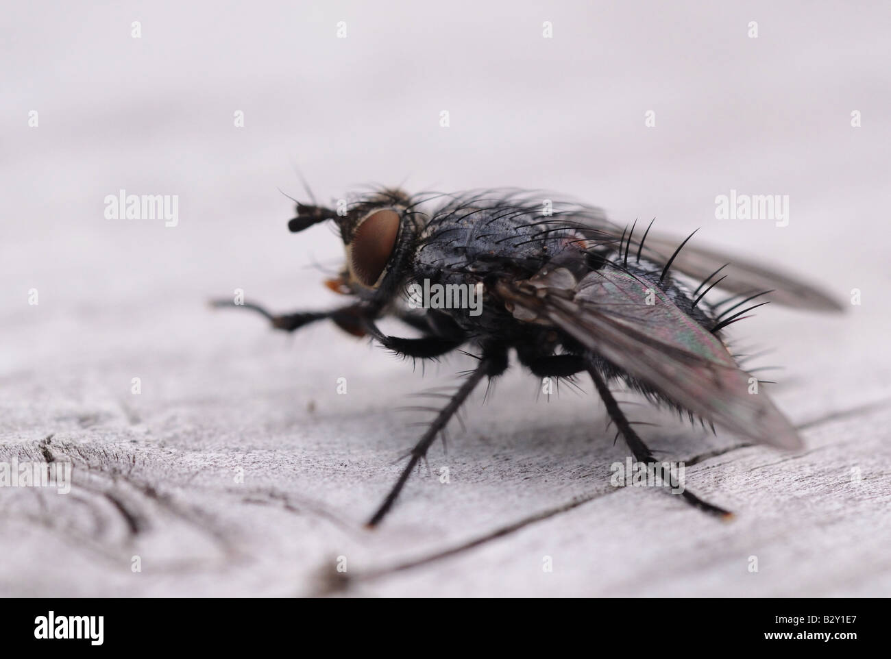 A fly, insect, bug maggot larvae, up close, macro photograph with ...