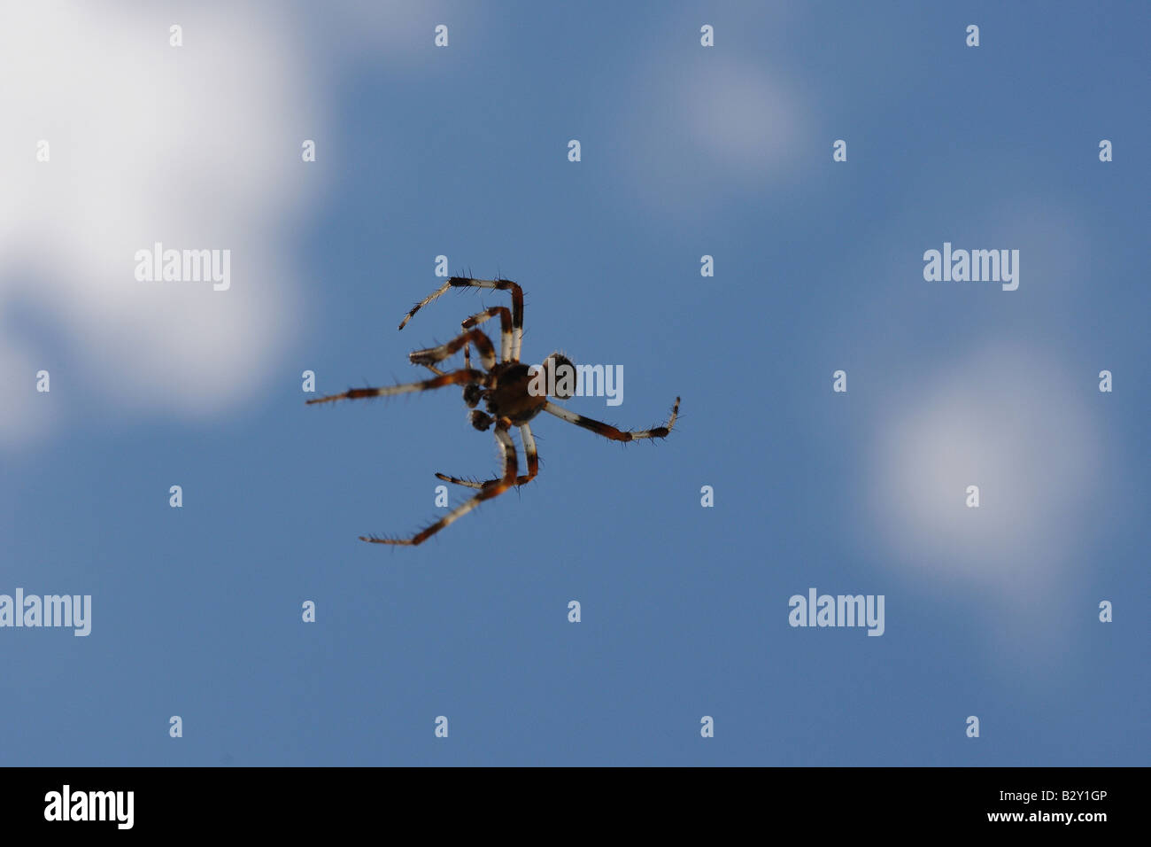 A spider, arachnid, floating in space, as it hangs from a fine strand ...