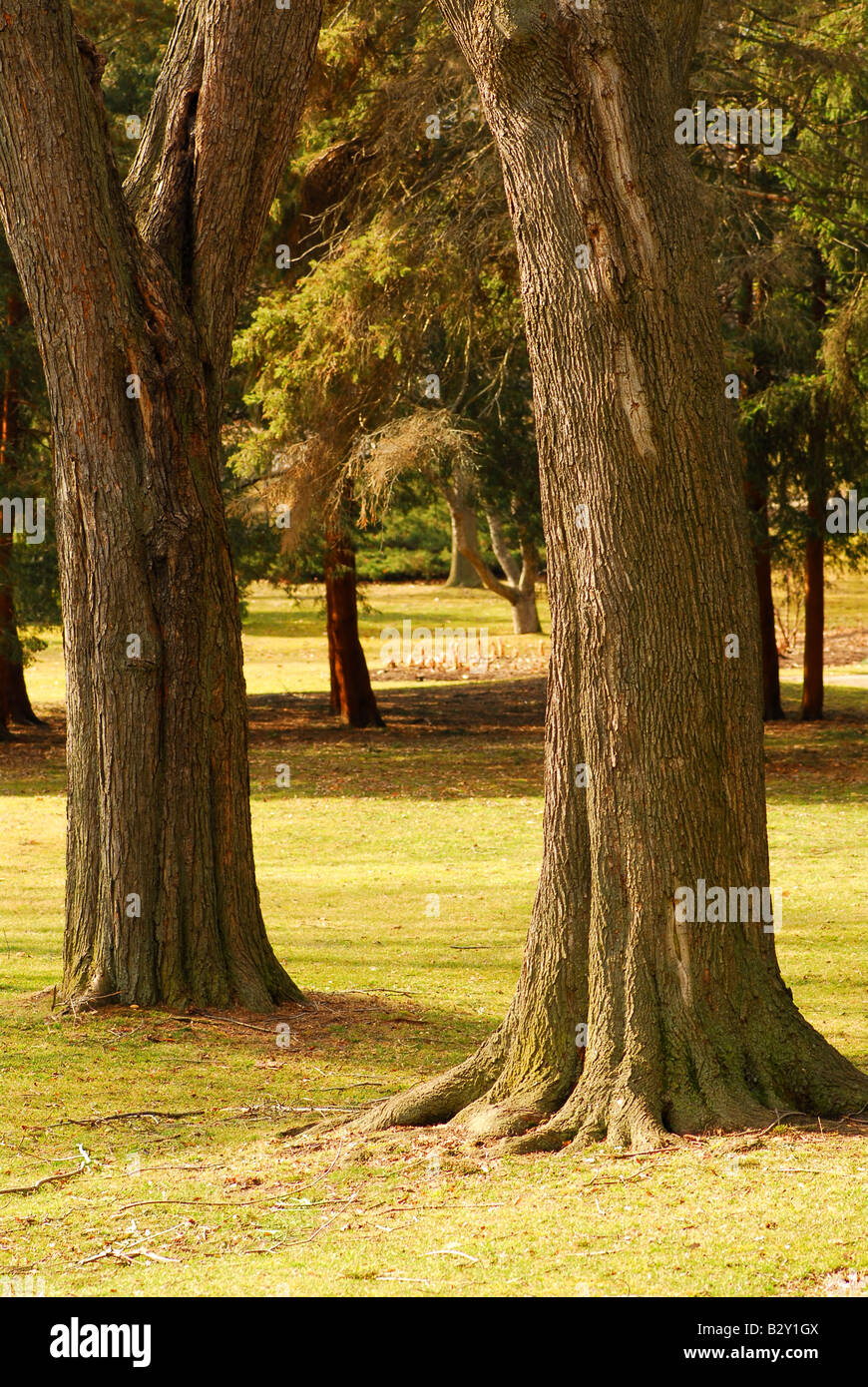 Park view with two big old trees in a foreground Stock Photo - Alamy