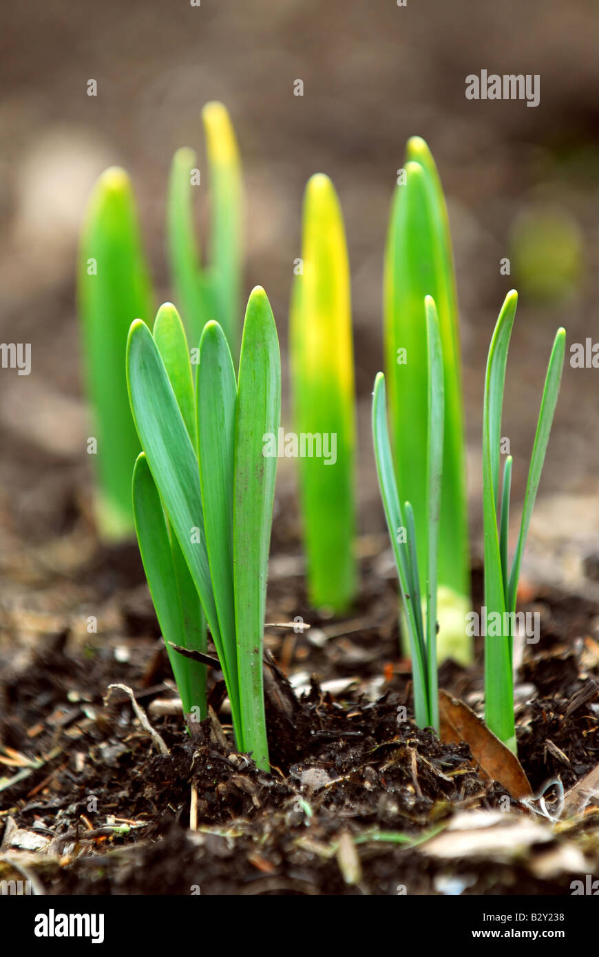 Small leaves emerging in spring hi-res stock photography and images - Alamy