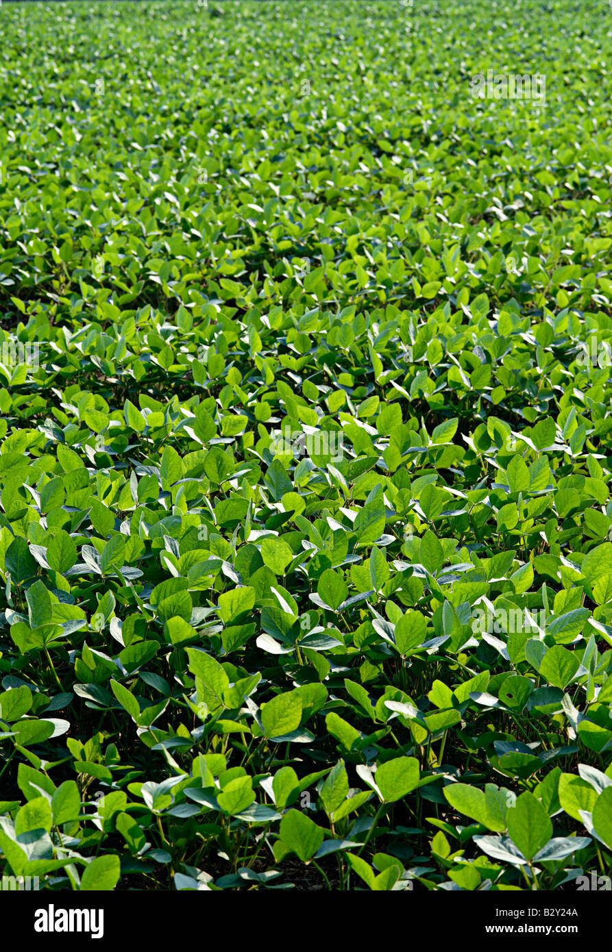 Soybean field hi-res stock photography and images - Alamy
