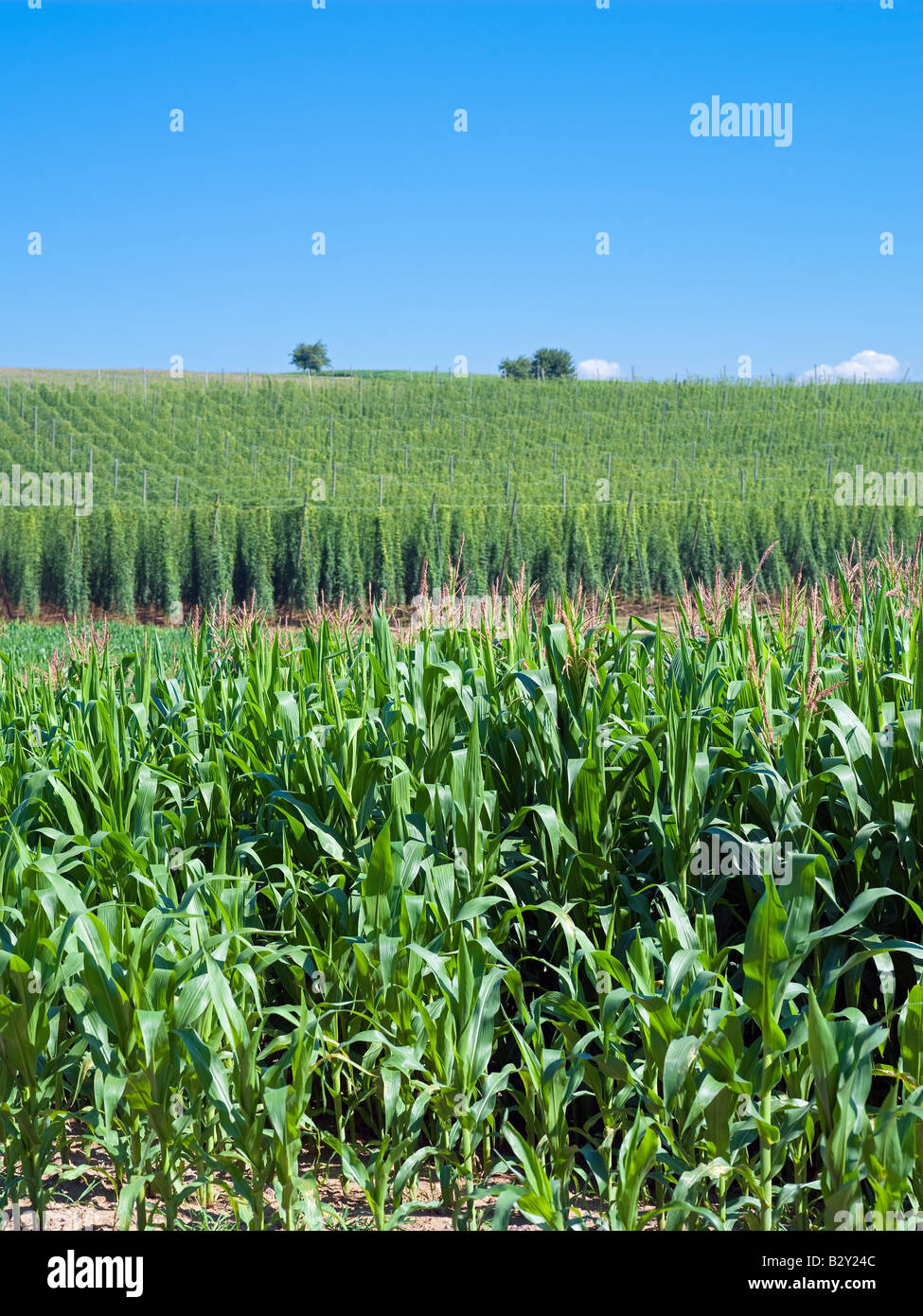 CORN AND HOP FIELDS ALSACE FRANCE Stock Photo - Alamy
