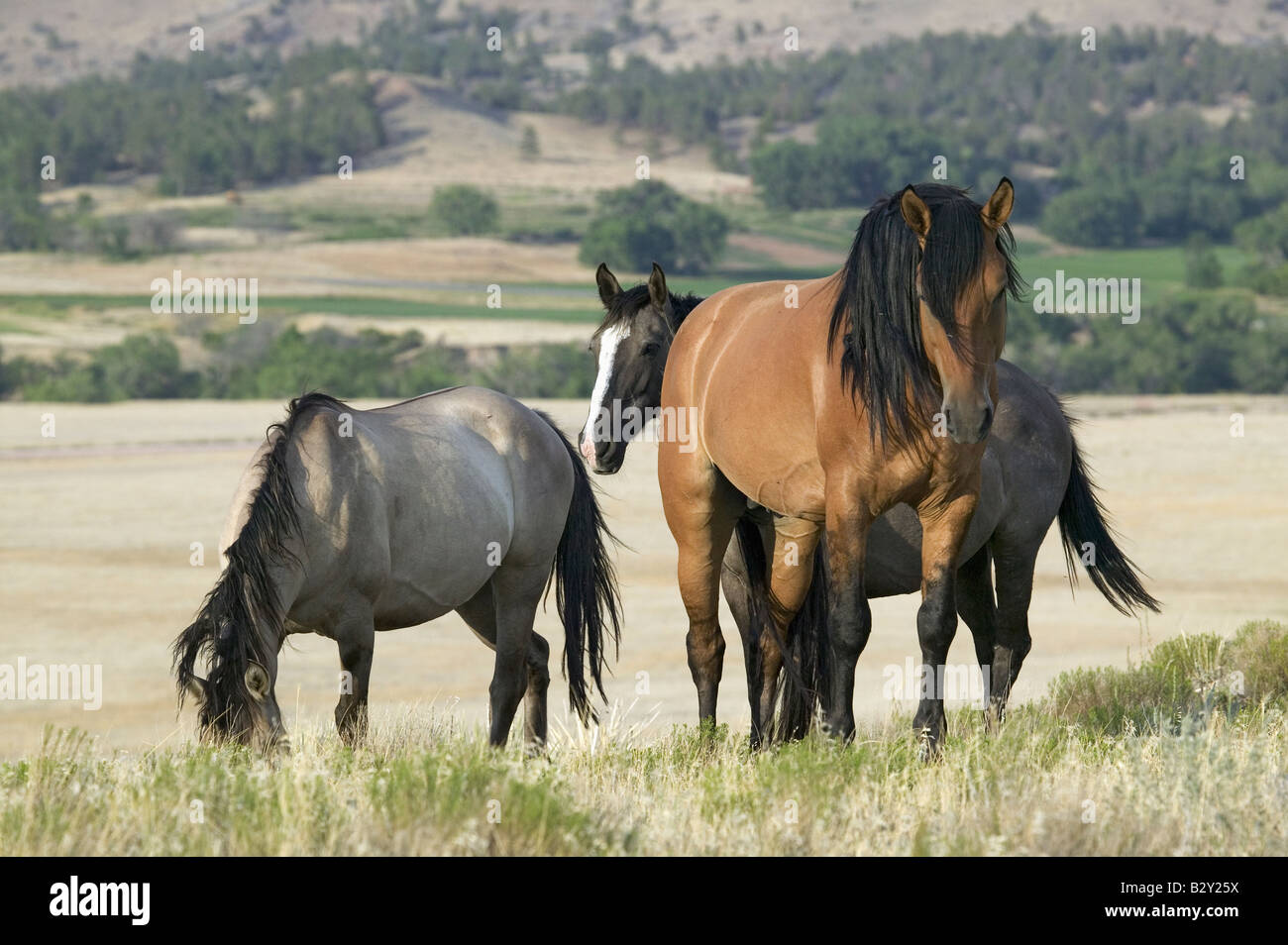 Known as the mustang hi-res stock photography and images - Alamy