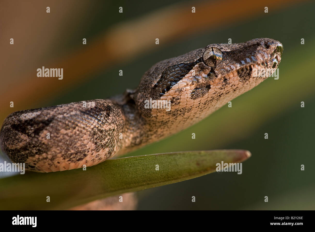 Boa Constrictor (Boa constrictor) Young - Portrait -Sonora - Mexico ...