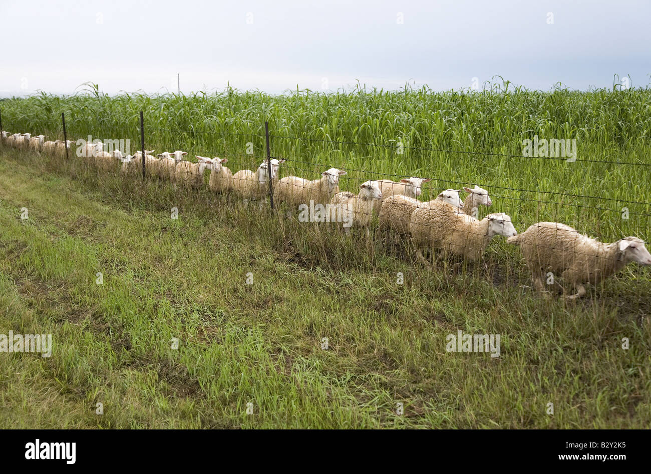 Row of sheep walking in cornfield along a fence in North Eastern ...
