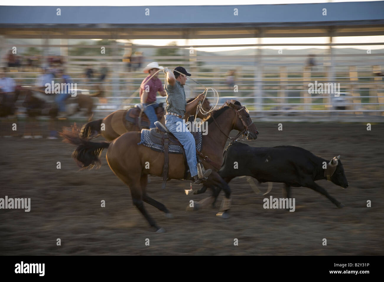 Cowboy chasing cow hi-res stock photography and images - Alamy