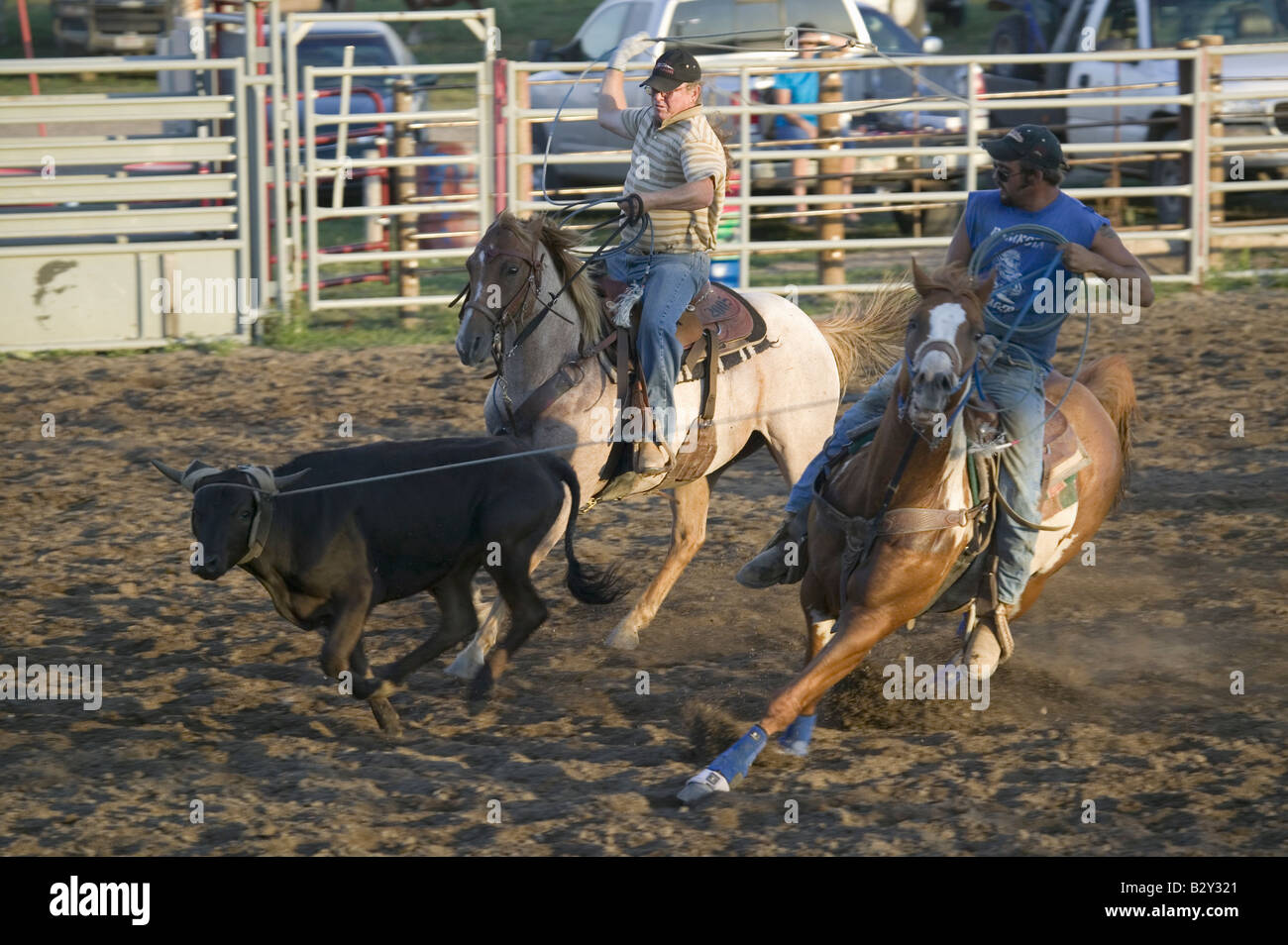 Lassoing cattle hi-res stock photography and images - Alamy