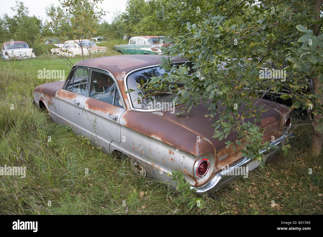 New Chevrolets and 1960's cars, never before run, rotting in farm field ...