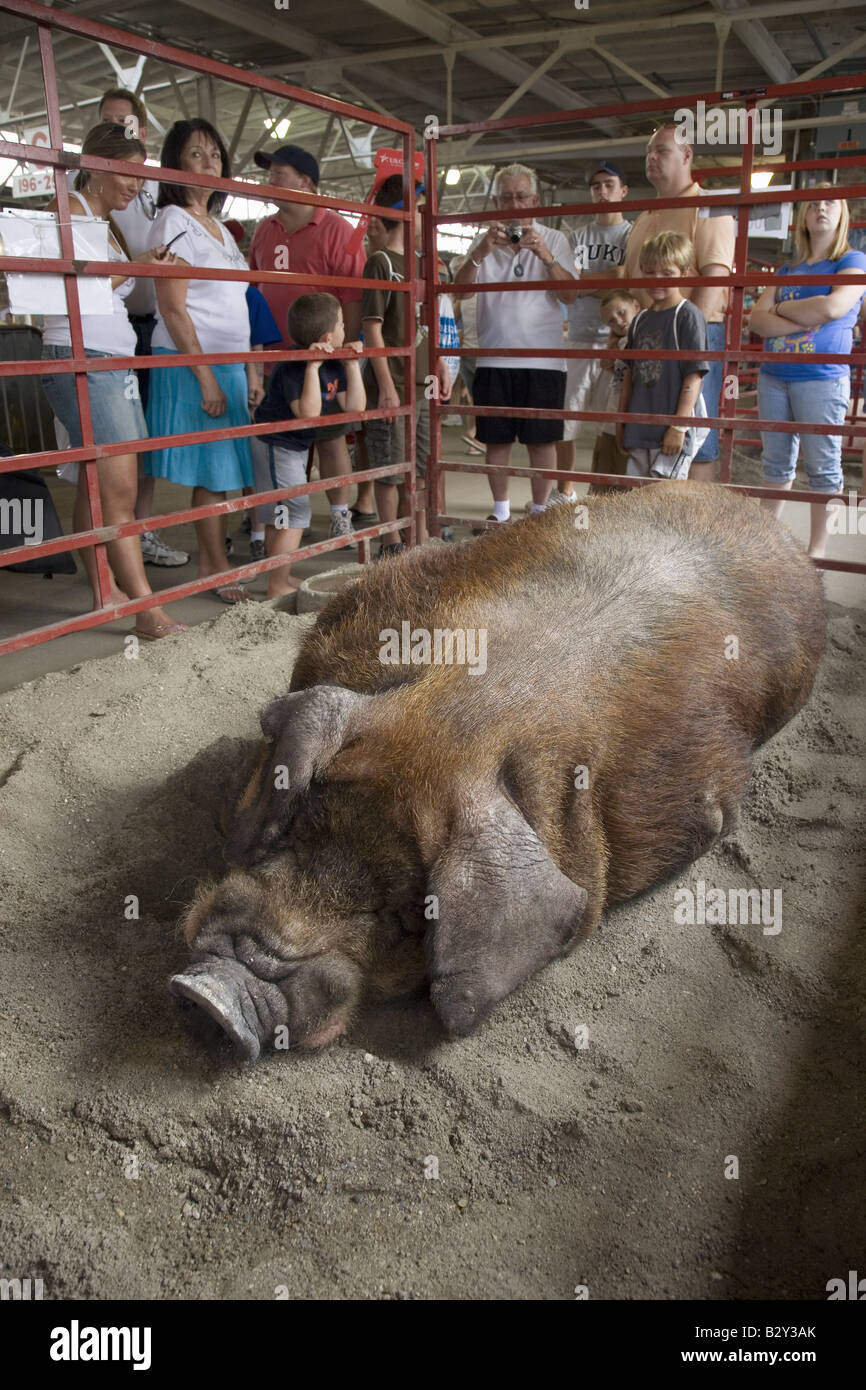 World's largest hog being viewed at Iowa State Fair, Des Moines, Iowa ...