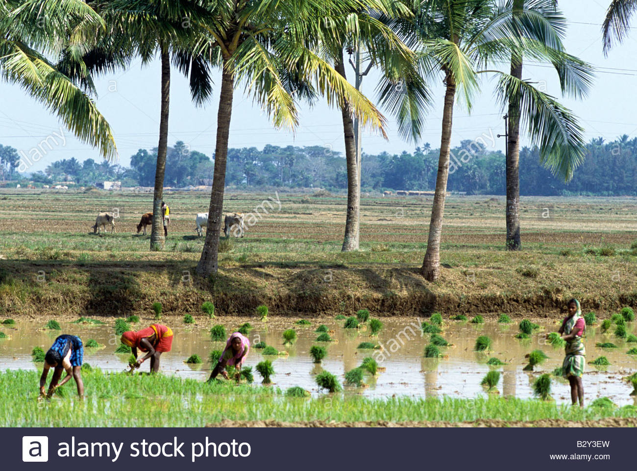Agriculture Orissa India High Resolution Stock Photography and Images ...