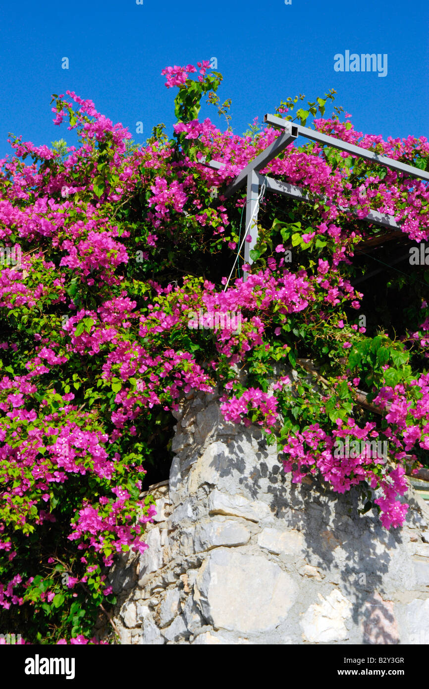 Bougainvillea, Bozburn, Datca Peninsula, Turkey Stock Photo - Alamy