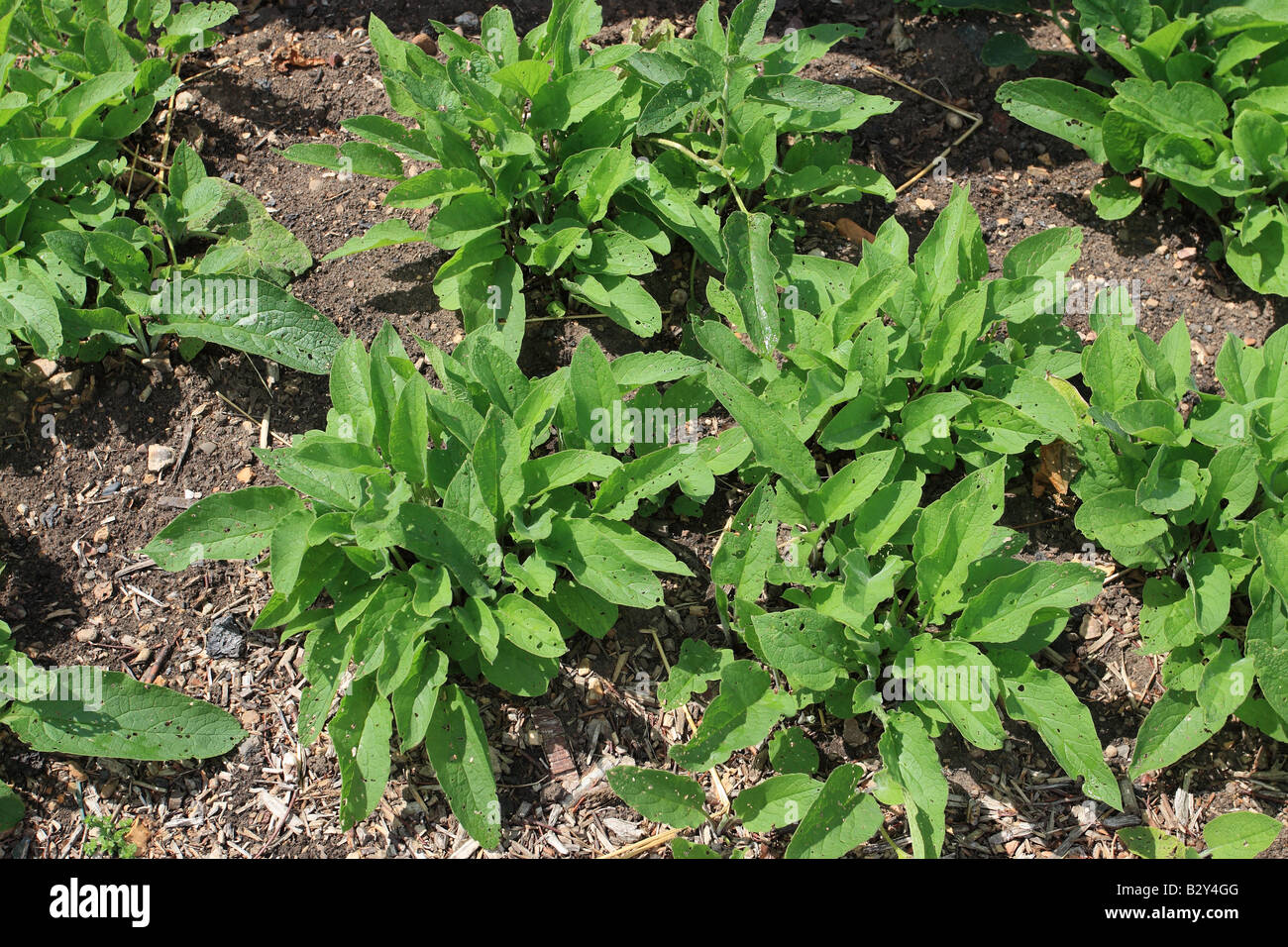 Bocking 14 comfrey hi-res stock photography and images - Alamy
