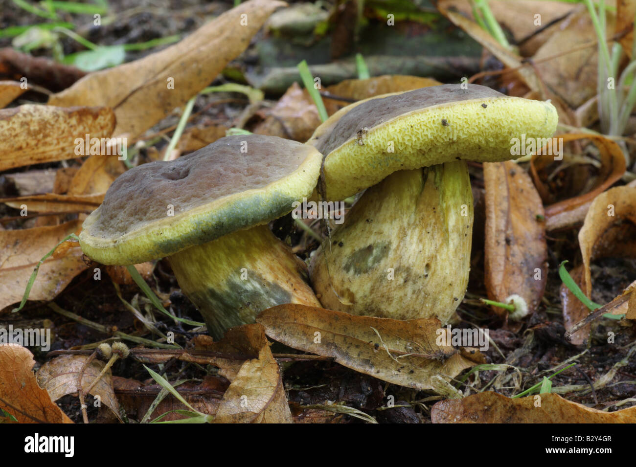 Bay Bolete - Boletus badius Stock Photo - Alamy