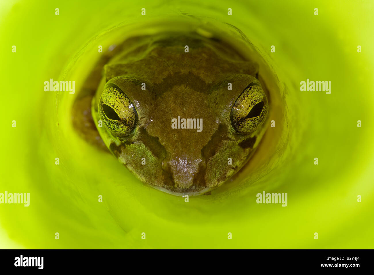 Mexican treefrog smilisca baudinii hi-res stock photography and images ...