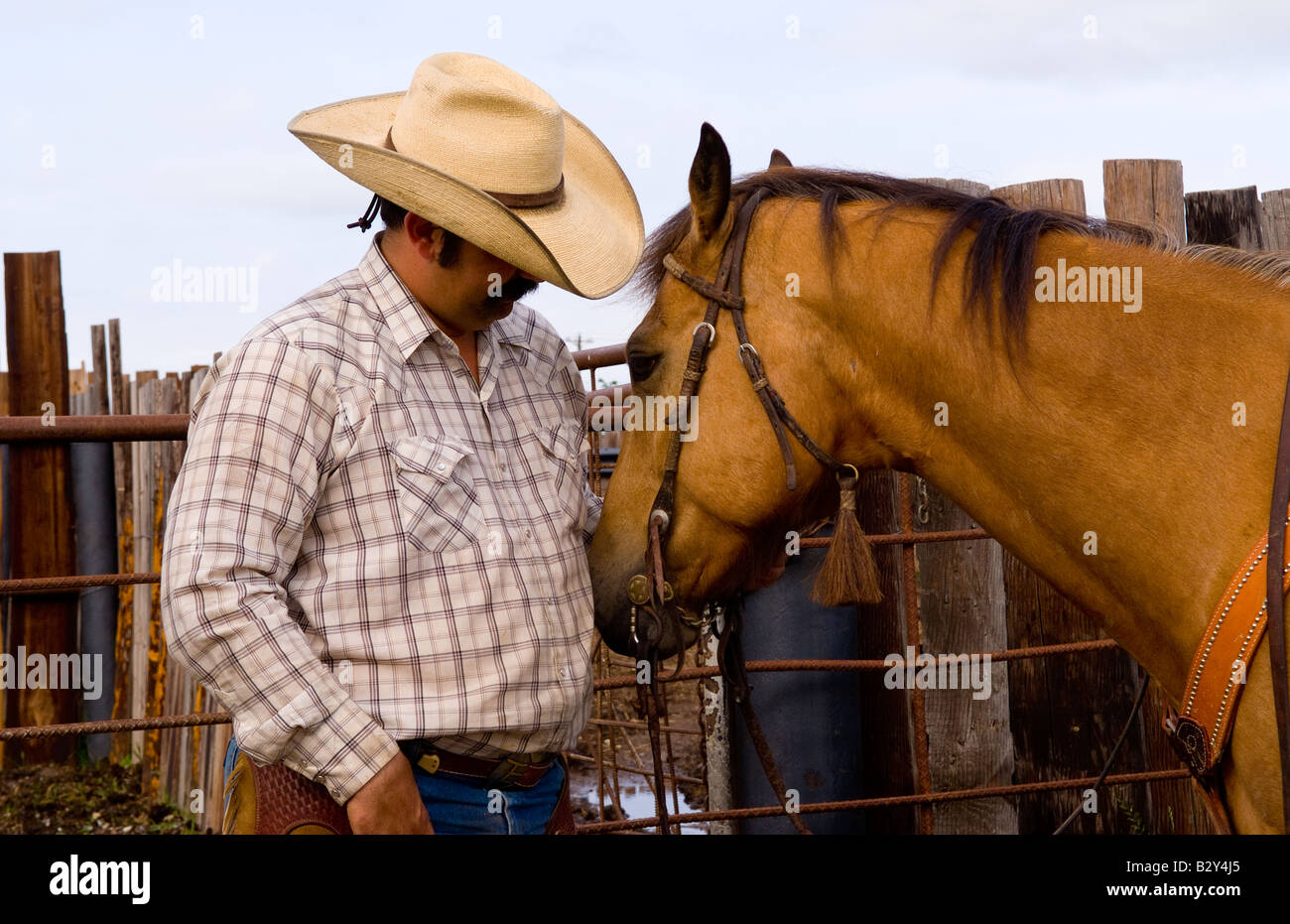 The cowboy life in the USA West as cowboy relaxes by horse at ranch ...