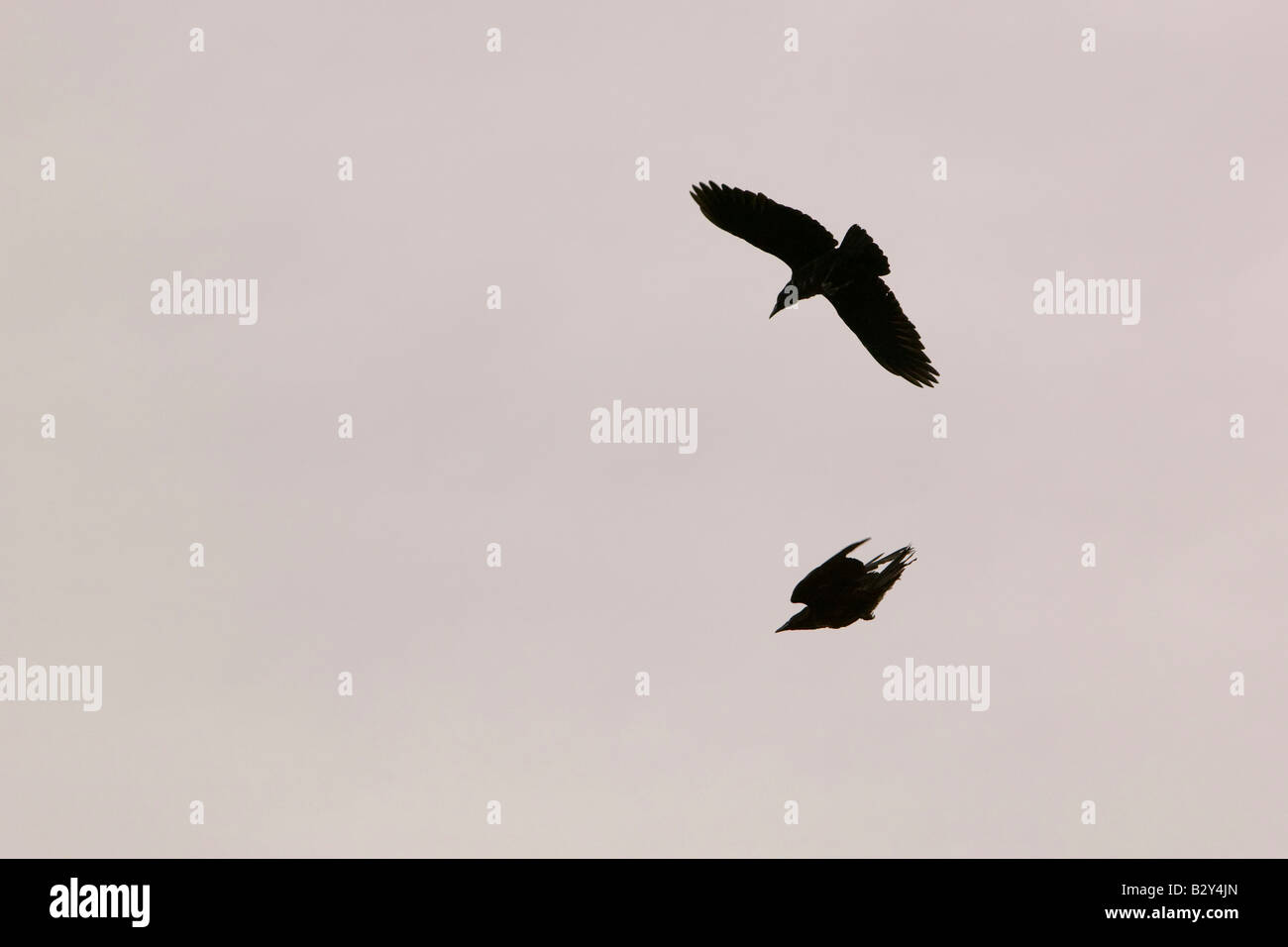 Ravens in Greenland Stock Photo - Alamy