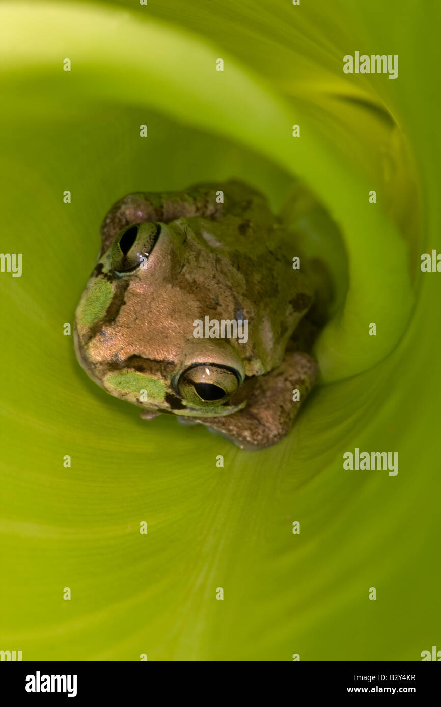 Mexican treefrog smilisca baudinii hi-res stock photography and images ...