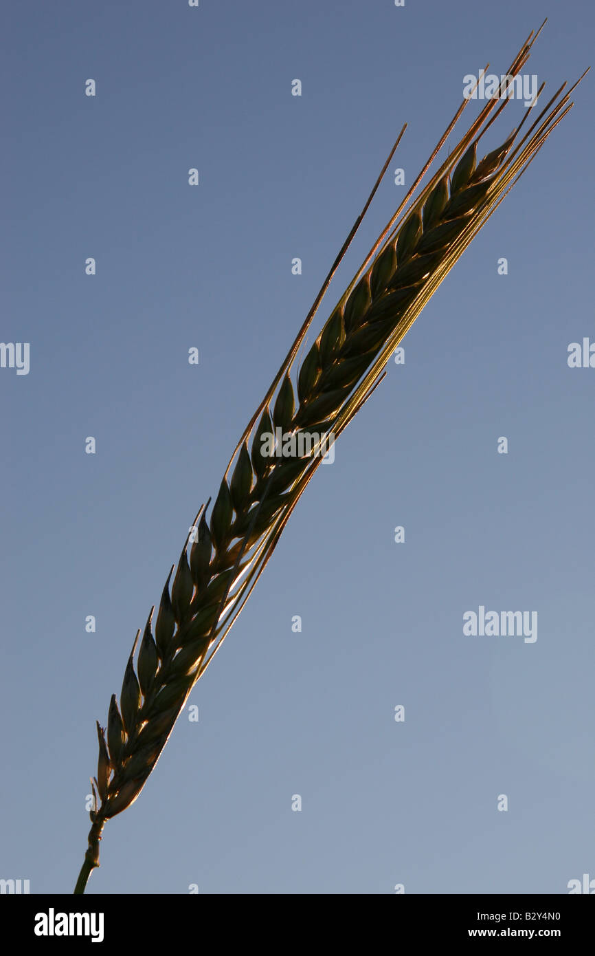 Single wheat plants hi-res stock photography and images - Alamy