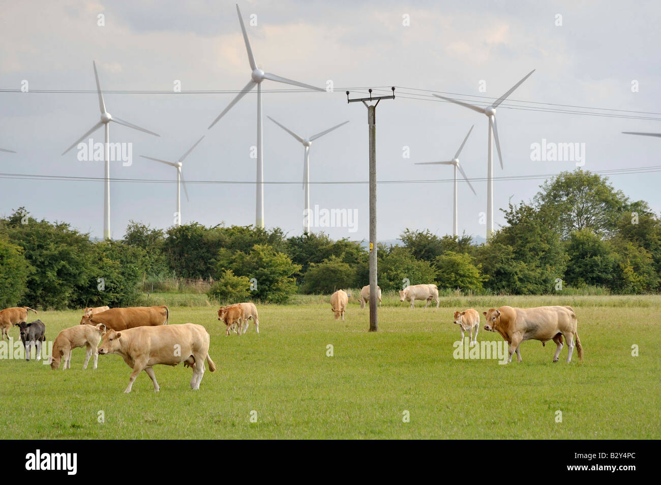 Cattle with wind turbines hi-res stock photography and images - Alamy