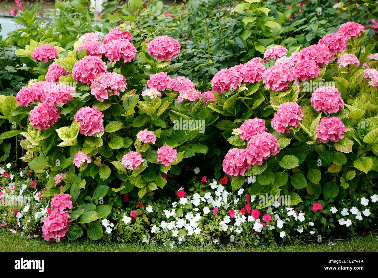 bush of hydrangea Stock Photo - Alamy