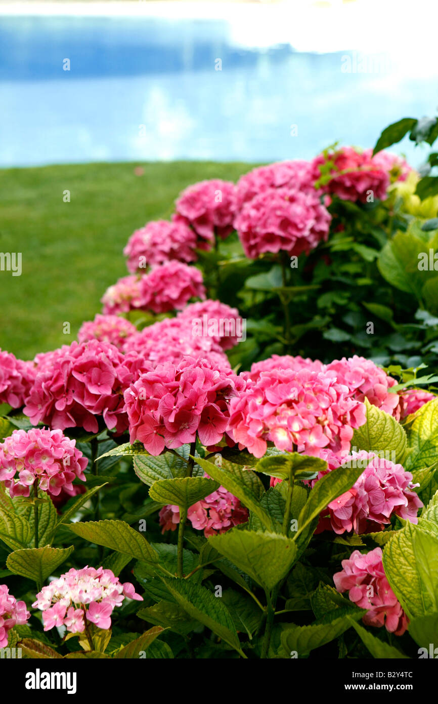 bush of hydrangea Stock Photo - Alamy