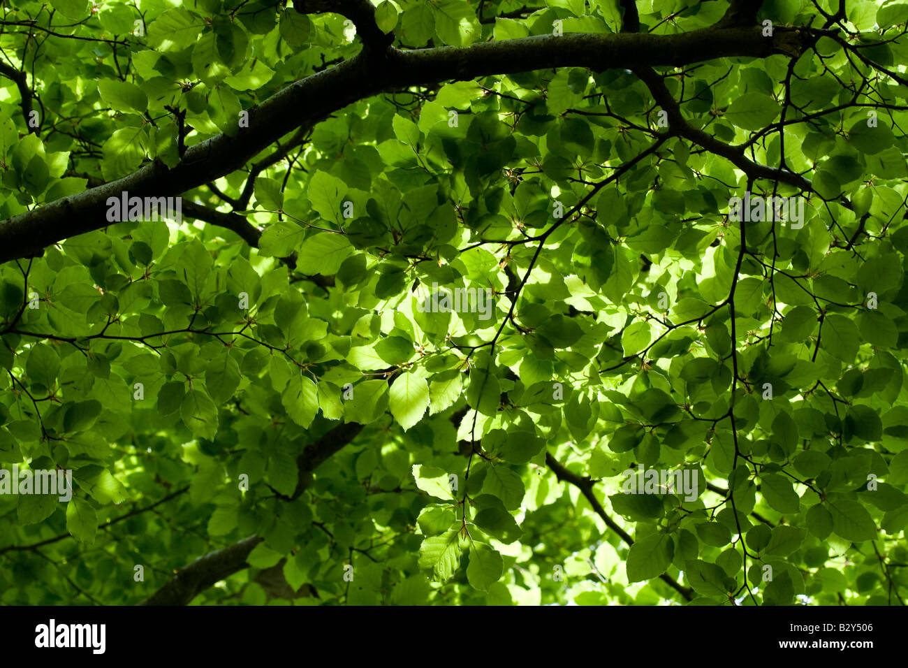 Canopy tree hi-res stock photography and images - Alamy