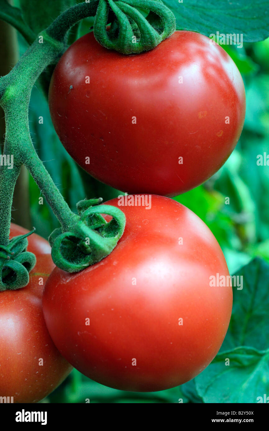 TOMATO FERLINE F1 VARIETY WITH SOME BLIGHT RESISTANCE Stock Photo - Alamy