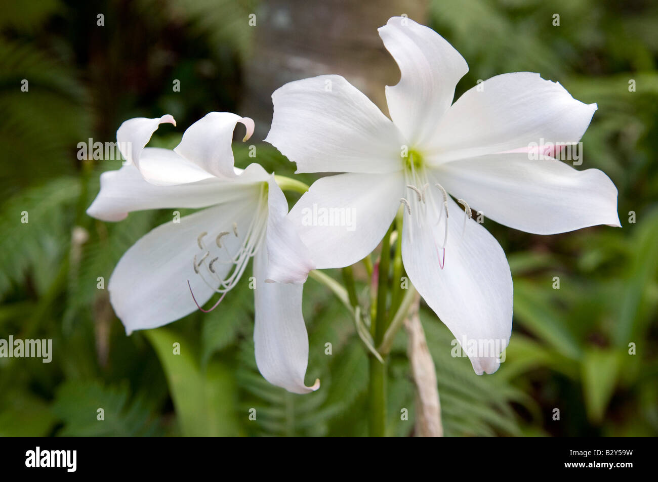 Lilliey lilium `Olivia` Stock Photo - Alamy
