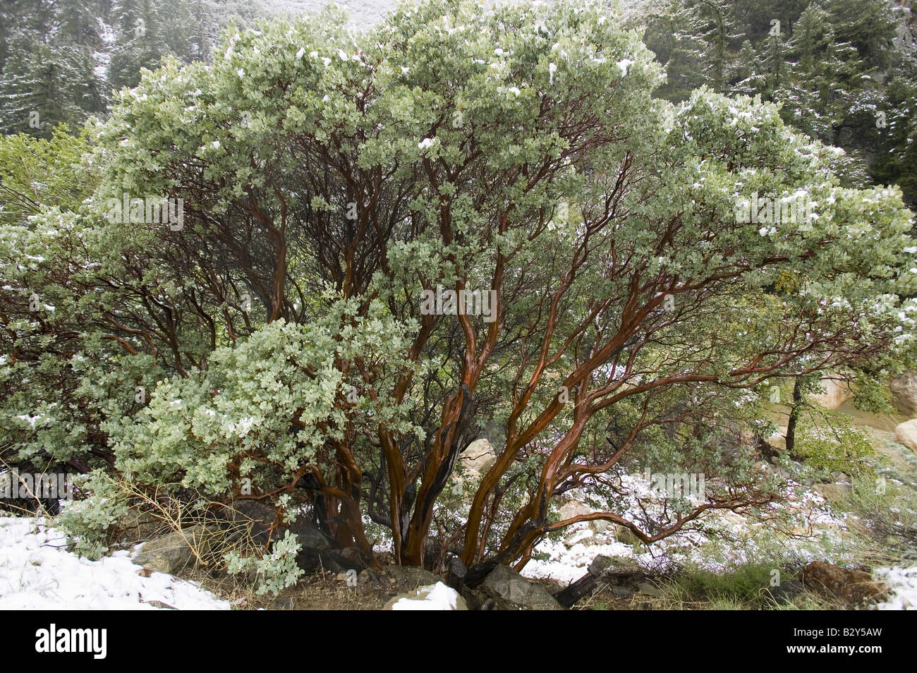 Madrone tree growing in the wild amidst a snow storm in the high-desert ...