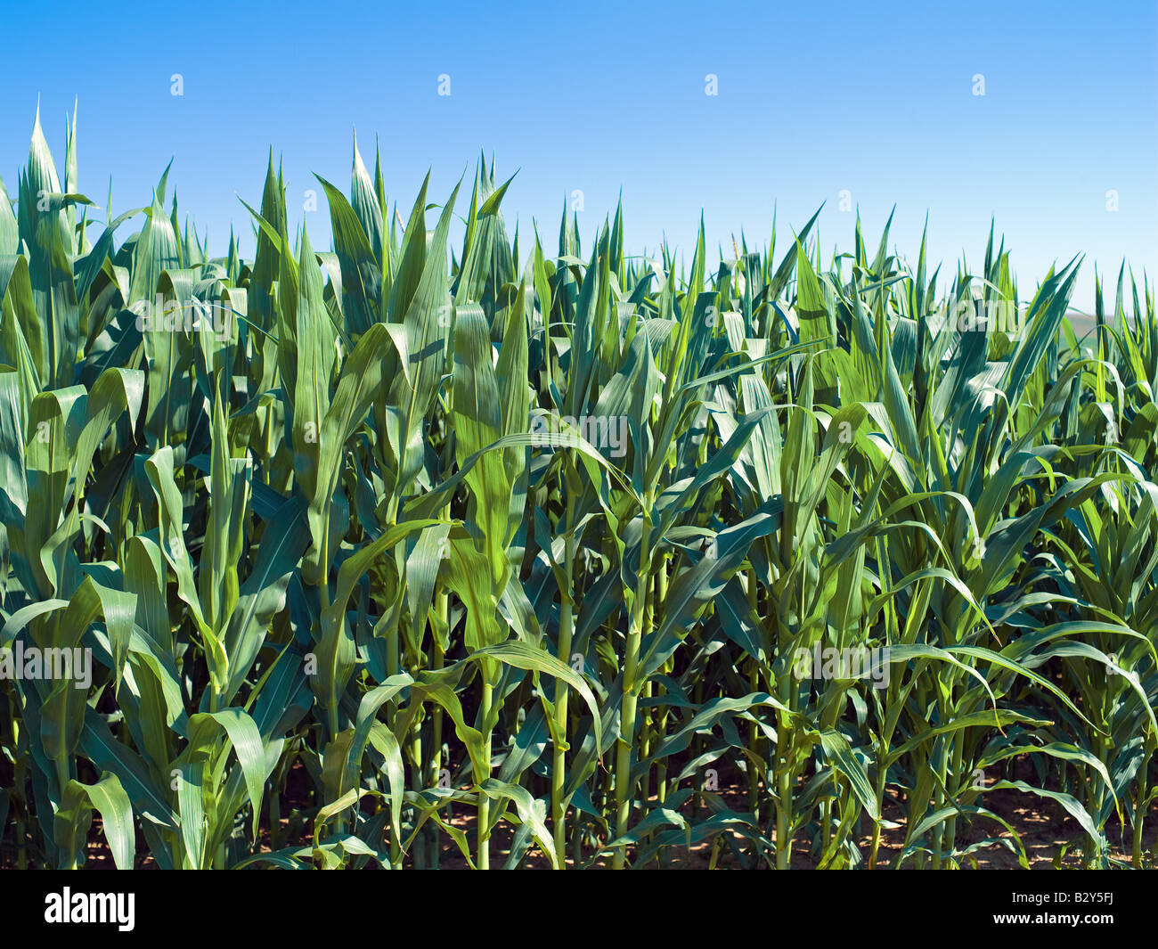 CORN FIELD ALSACE FRANCE Stock Photo - Alamy
