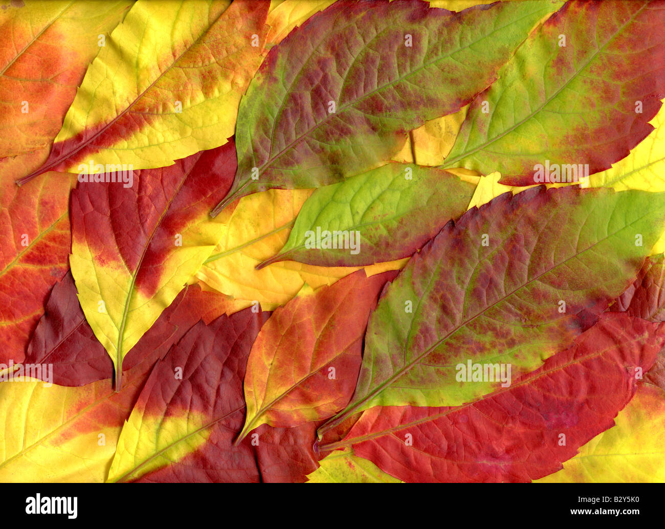 Montage of autumn leaves Stock Photo - Alamy