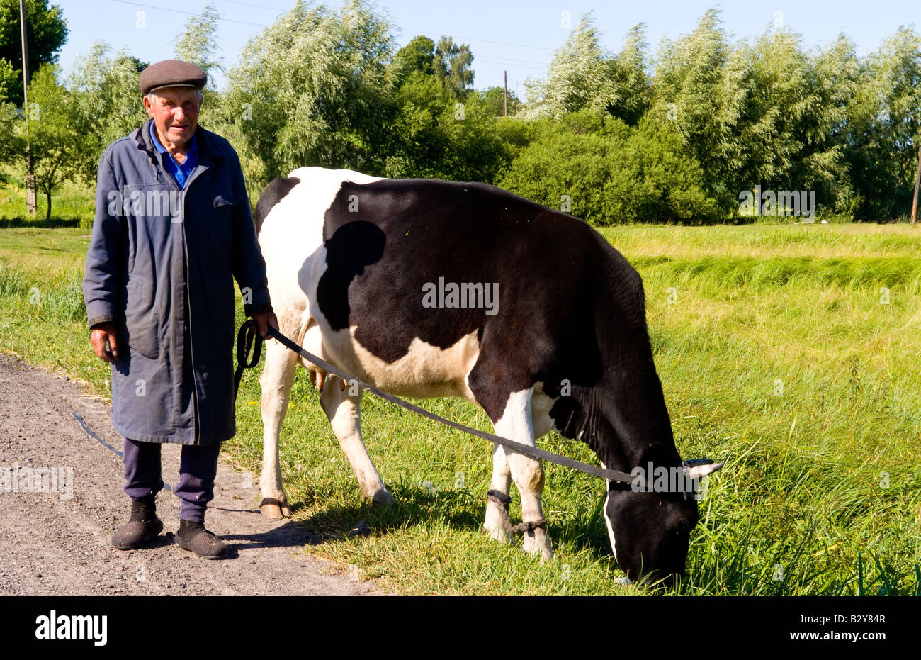 Portrait of poor farming man with his cow in rural farms between Kiev ...