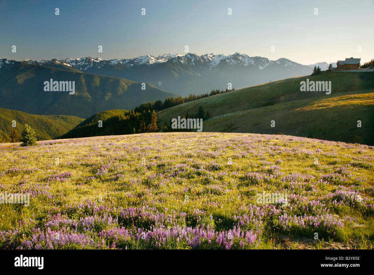 Olympic Mountain Range and alpine wildflowers from Hurricane Ridge ...