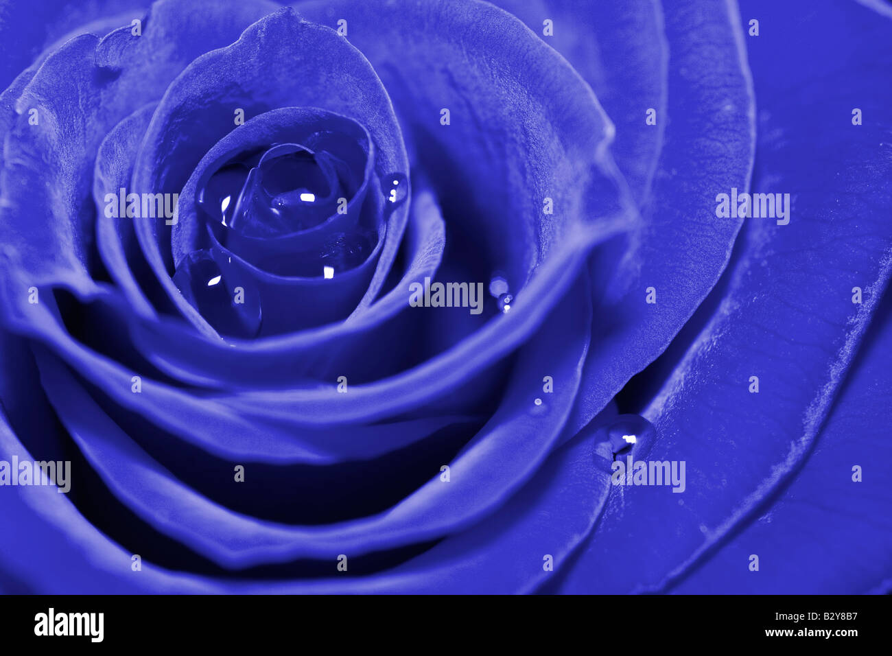Rose Thorn Close Up High Resolution Stock Photography and Images - Alamy